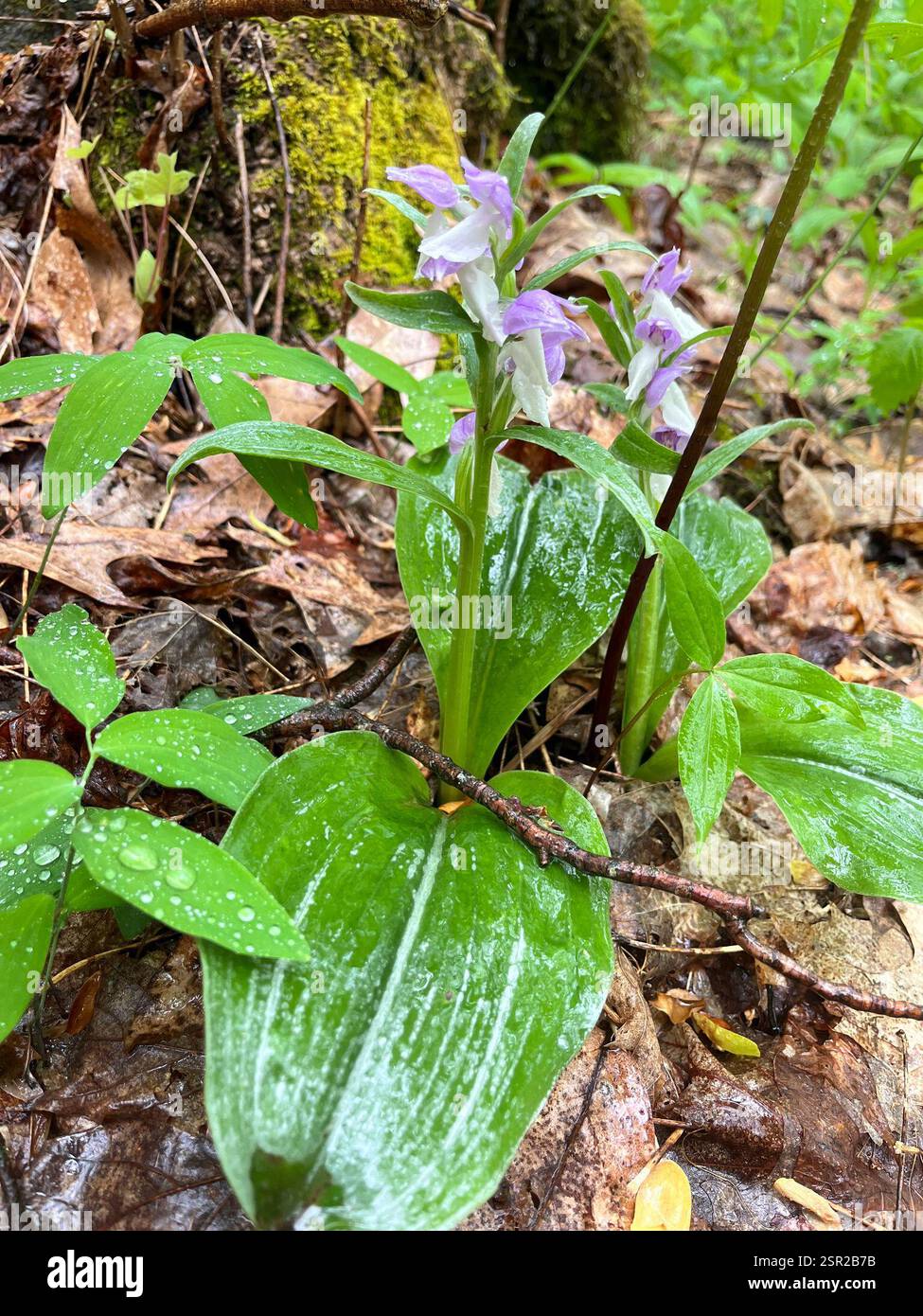 showy orchis (Galearis spectabilis), Plantae, Macon County, NC, USA ...