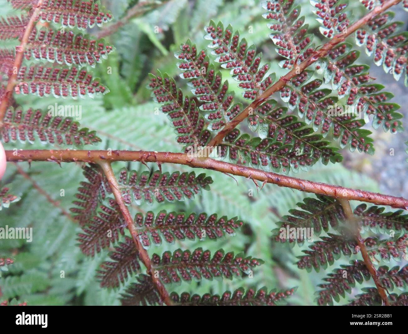 Smith's tree fern (Cyathea smithii), Plantae, Routeburn Track Stock ...