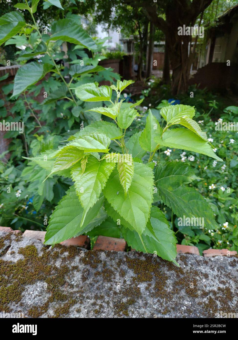 Korean mulberry (Morus indica), Plantae, 106, Taiwan, 台北市大安區大學里 Stock ...