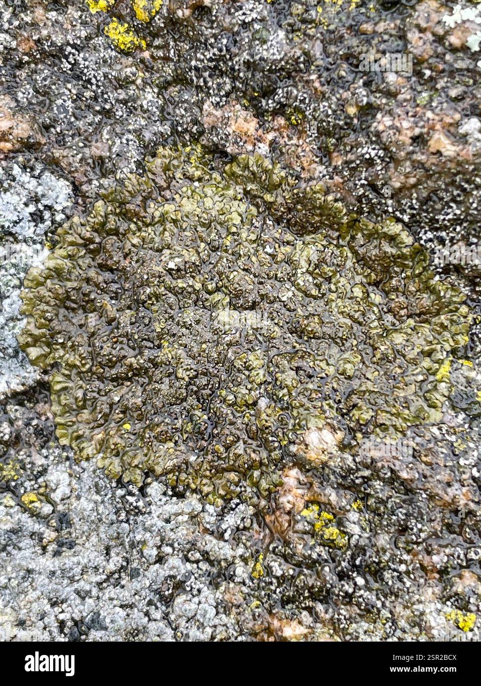 typical shield lichens (Parmelioideae), Fungi, Nationaal park Drentsche ...