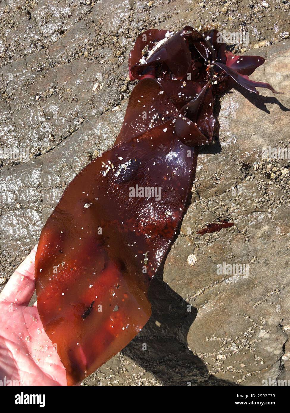 (Chondracanthus), Plantae, San Mateo, Golden Gate National Recreation ...