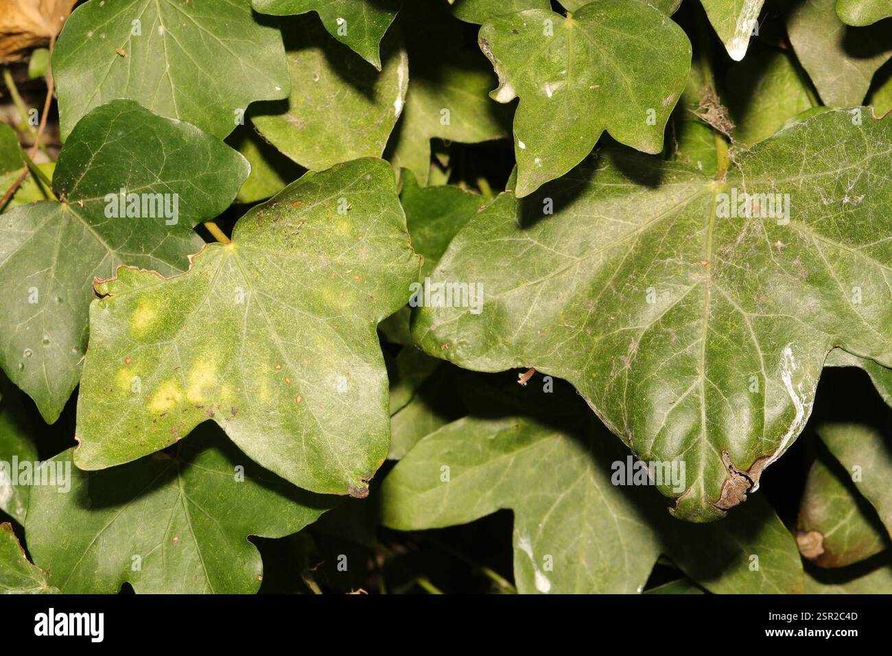 common ivy (Hedera helix), Plantae, Court Hey Park, Roby Road, Huyton ...