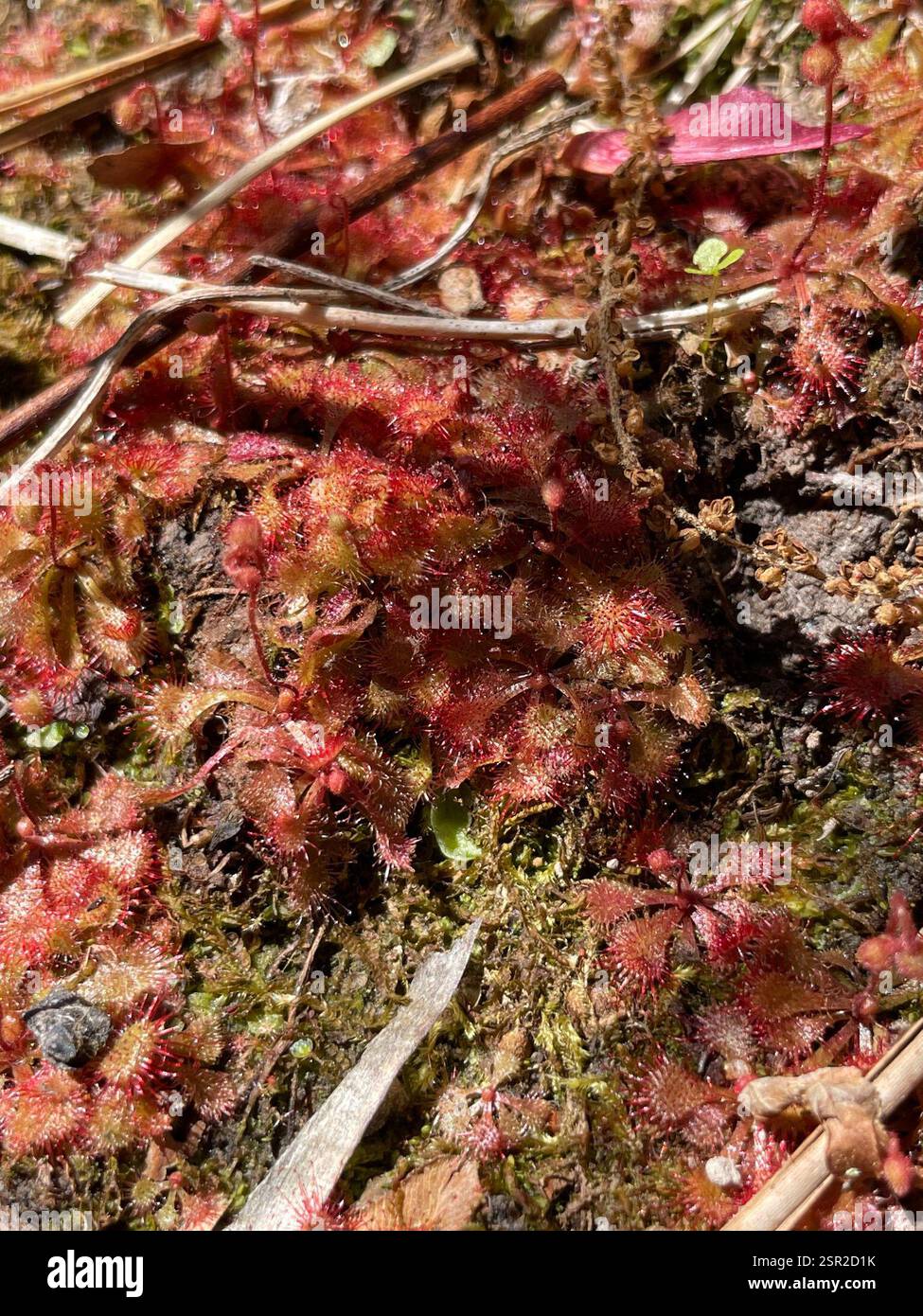 dwarf sundew (Drosera brevifolia), Plantae, North Carolina, US Stock ...