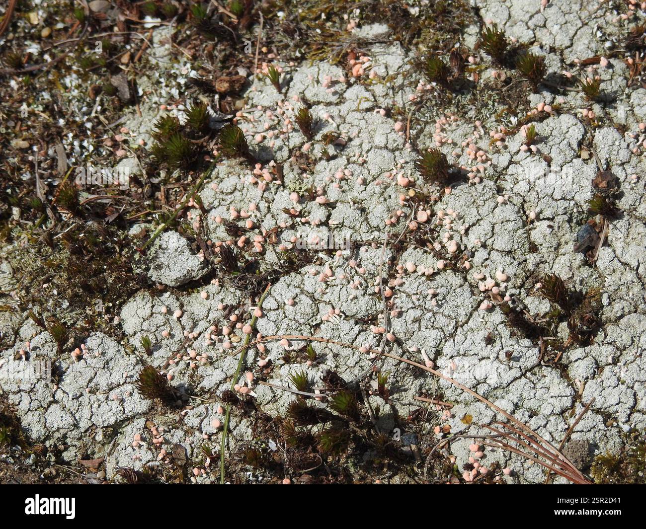 Pink Earth Lichen (Dibaeis baeomyces), Fungi, Concord, MA, USA Stock ...