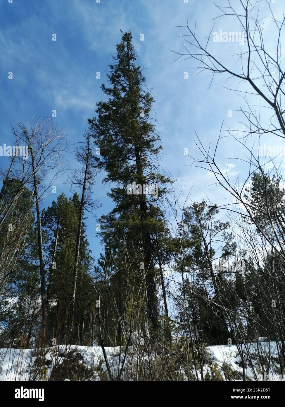 Siberian spruce (Picea obovata), Plantae, Иркутская обл., Россия ...