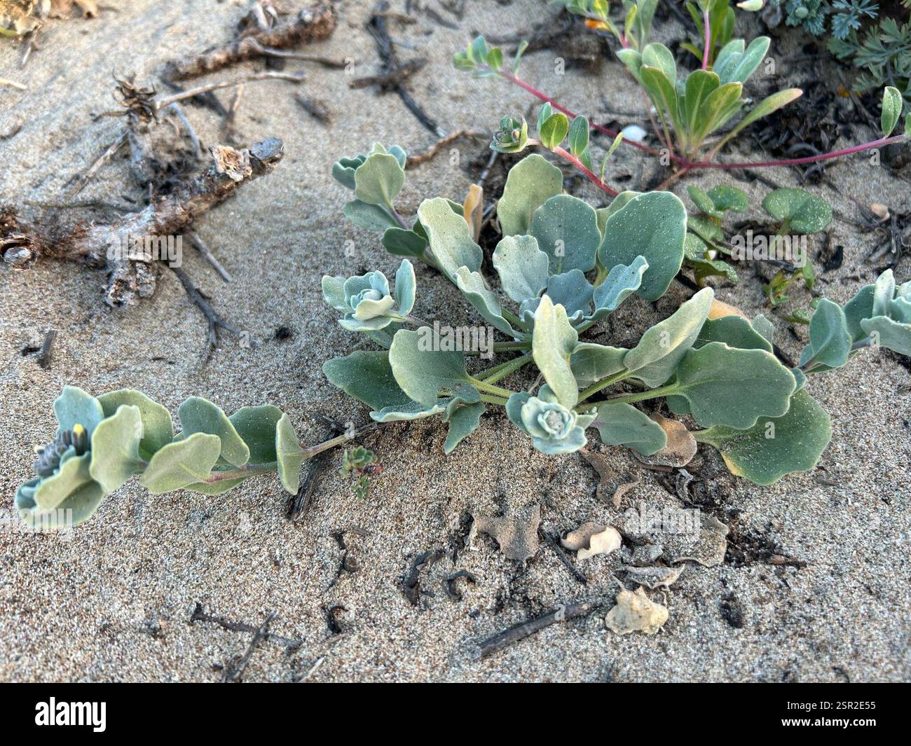 beach spectaclepod (Dithyrea maritima), Plantae, San Luis Obispo County ...