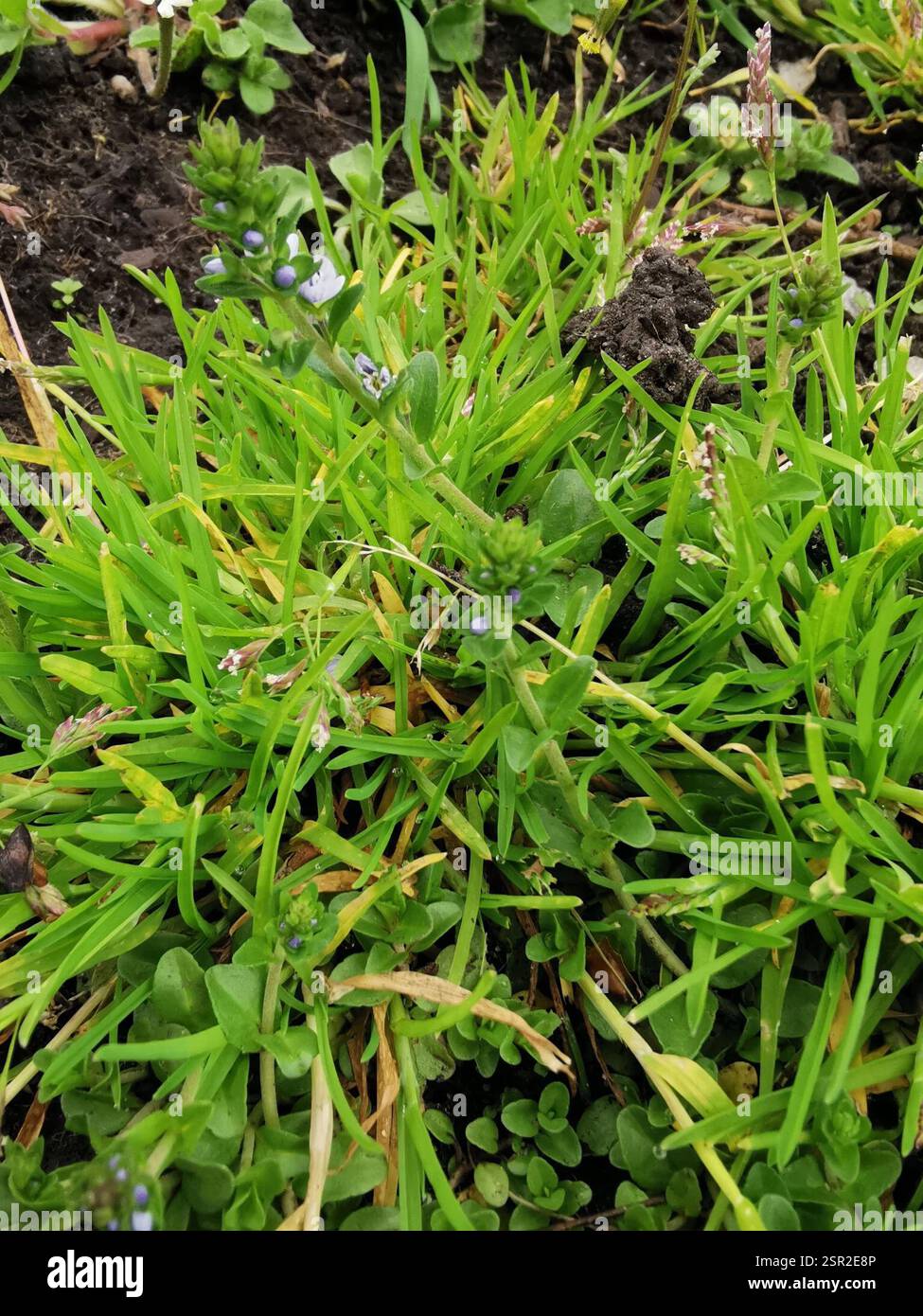 thyme-leaved speedwell (Veronica serpyllifolia), Plantae, Humanities ...