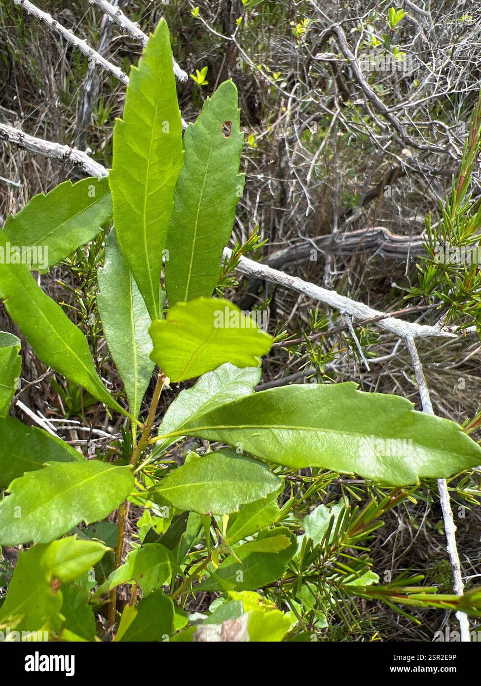 wax myrtle (Morella cerifera), Plantae, Florida, US Stock Photo - Alamy