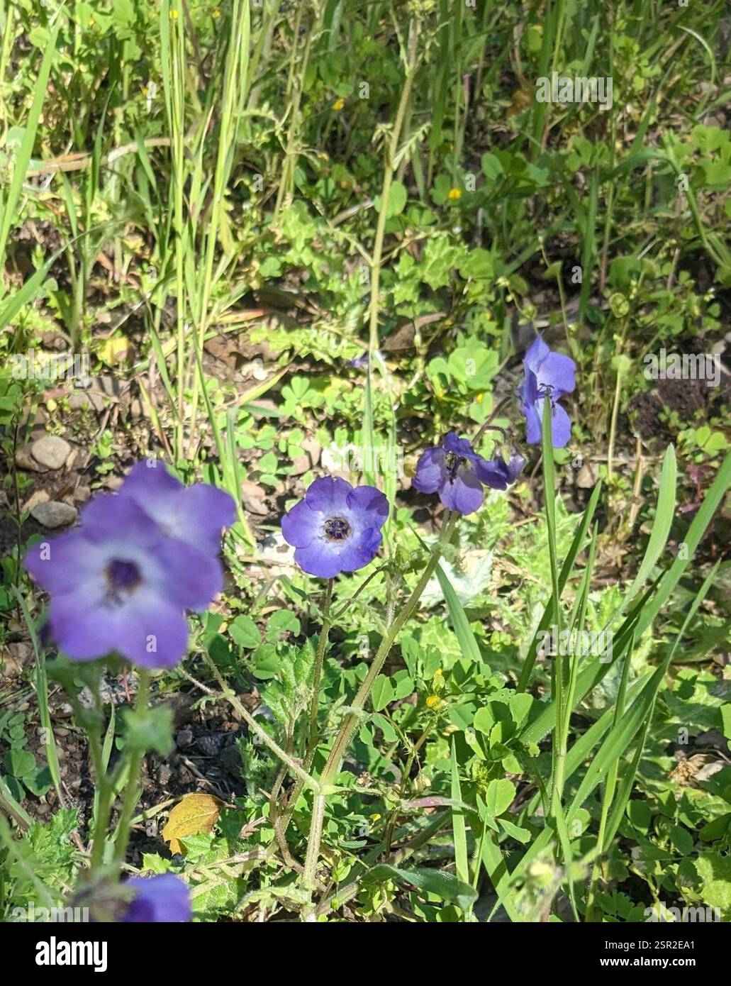 Fiesta Flower (Pholistoma auritum), Plantae, Santa Barbara, CA 93105 ...