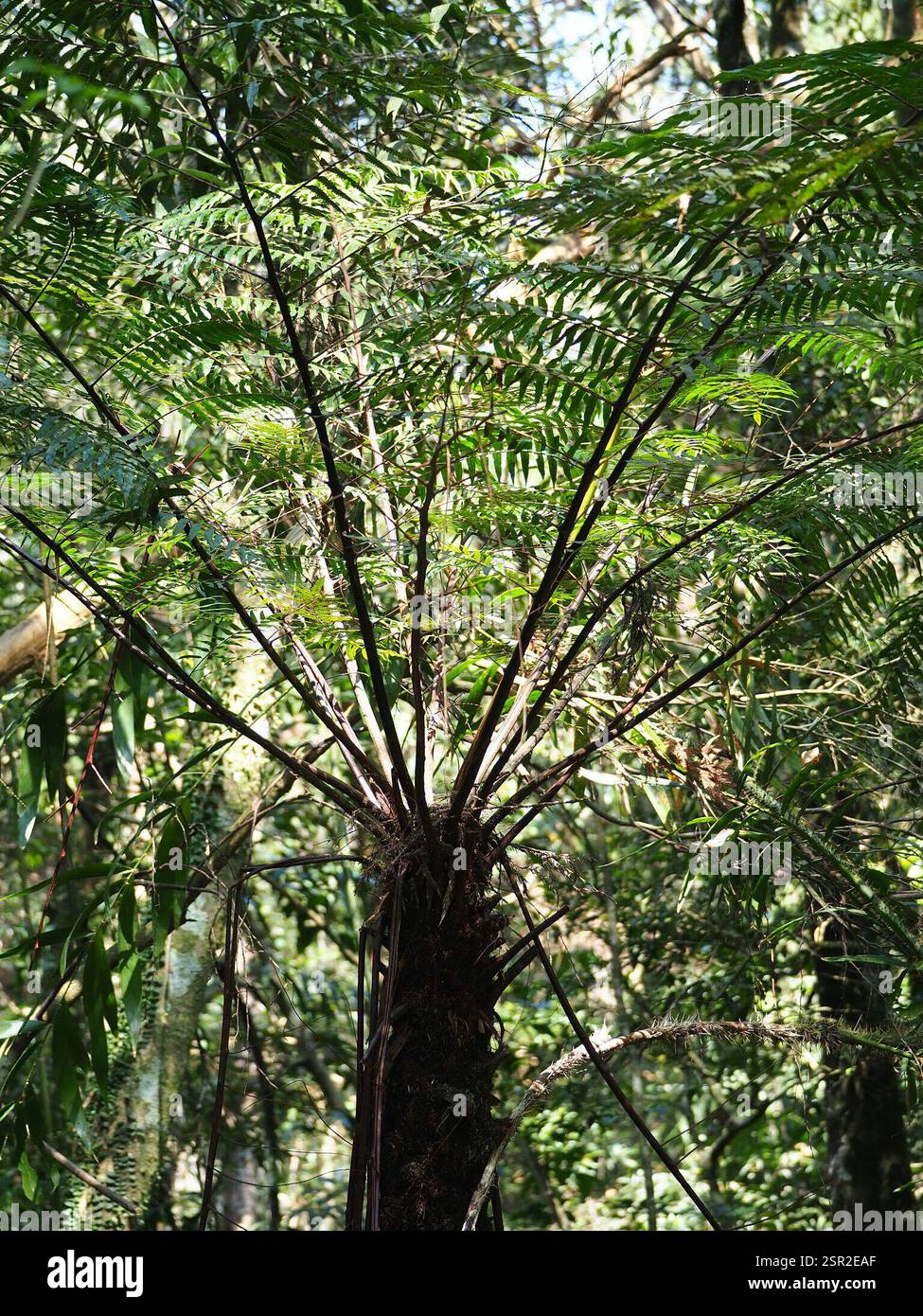 Spiny Tree Fern (Alsophila spinulosa), Plantae, 台灣新北市 Stock Photo - Alamy