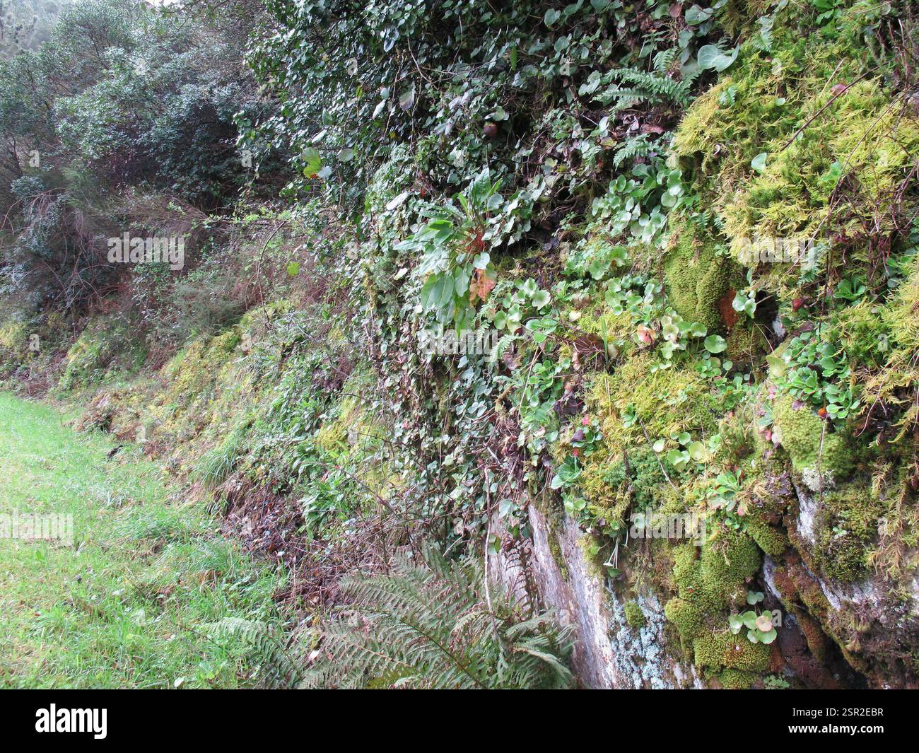 Narrow-leaved Fringe-moss (Racomitrium aquaticum), Plantae, Lugo, Spain ...