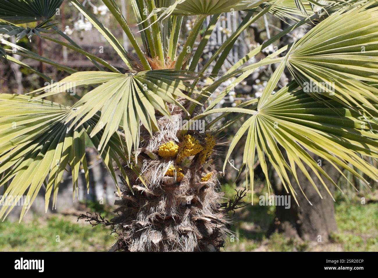 Mediterranean fan palm (Chamaerops humilis), Plantae, 95017 Piedimonte Etneo, Catania, Italien ...