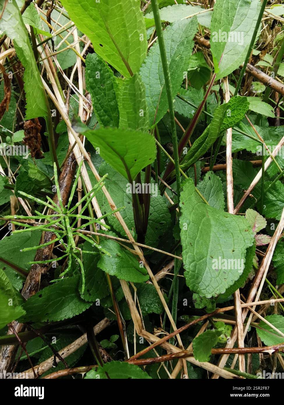 Water Figwort (Scrophularia auriculata), Plantae, Stockport SK5, UK ...