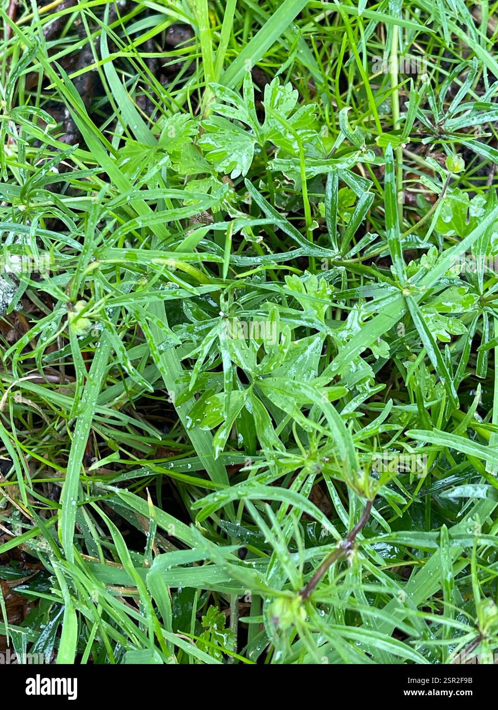 Goldilocks Buttercup (Ranunculus auricomus), Plantae, Croxteth Country ...