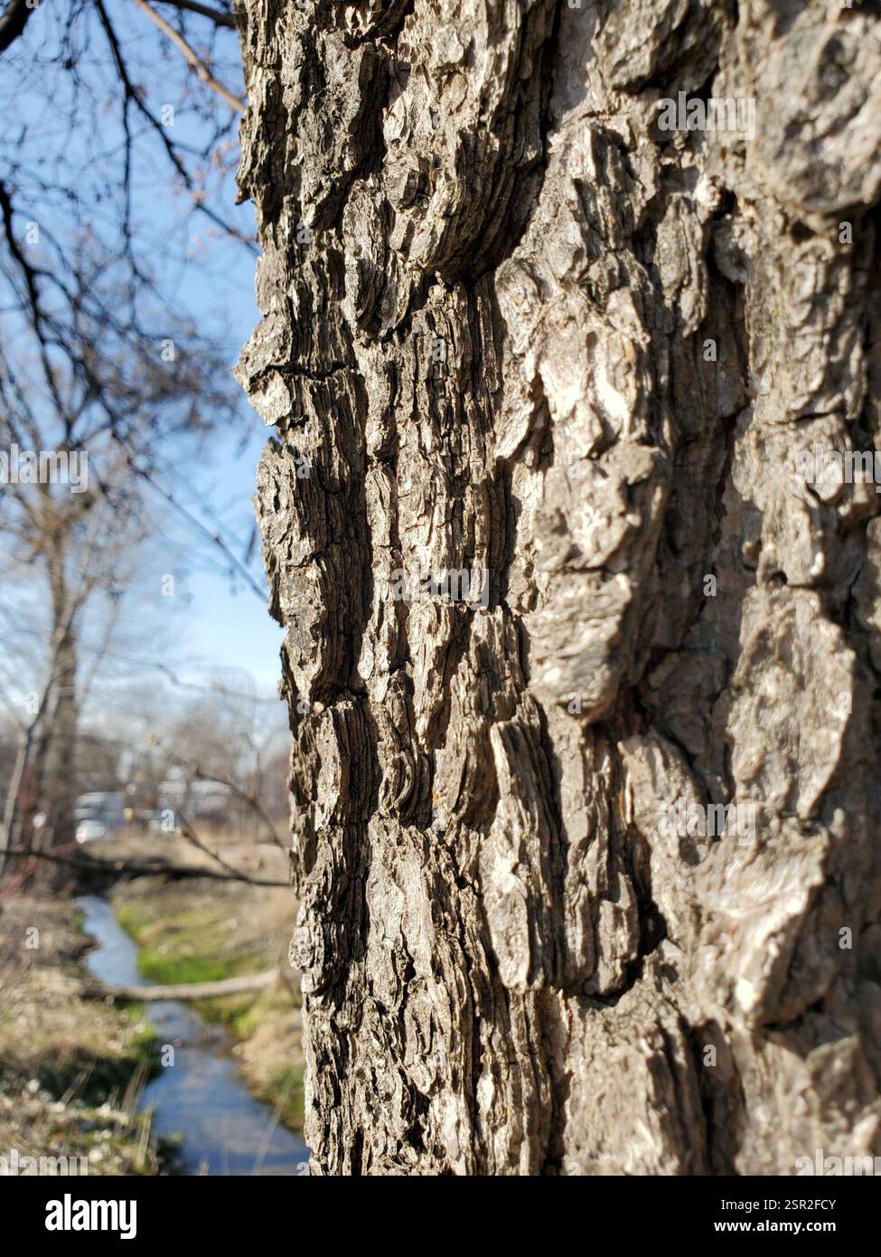 common alder (Alnus glutinosa), Plantae, West Ridge Nature Preserve ...