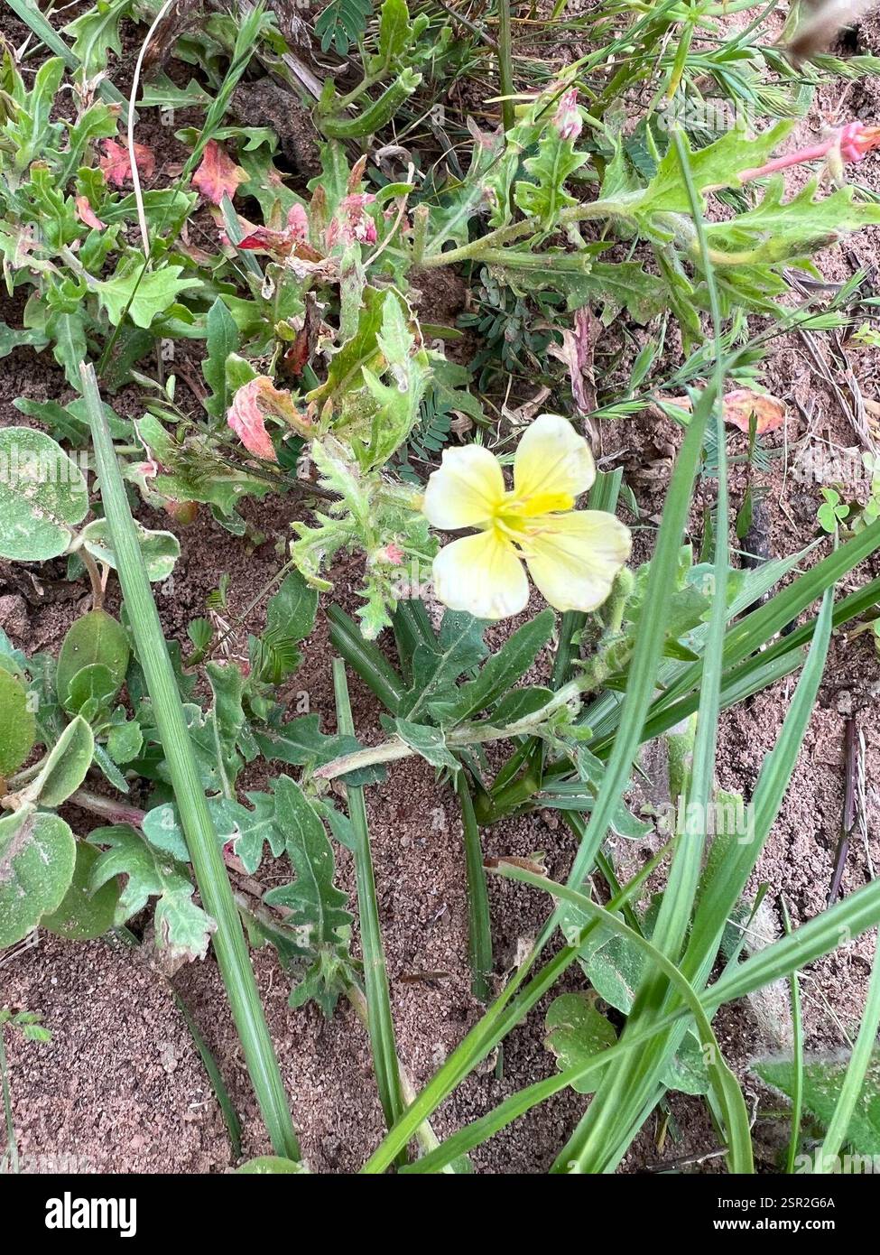 cutleaf evening primrose (Oenothera laciniata), Plantae, New Wehdem Rd ...