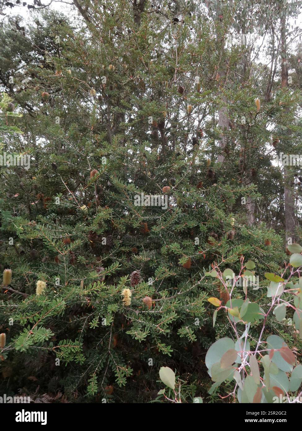 Silver Banksia (Banksia marginata), Plantae, Lake Sorell, Interlaken ...