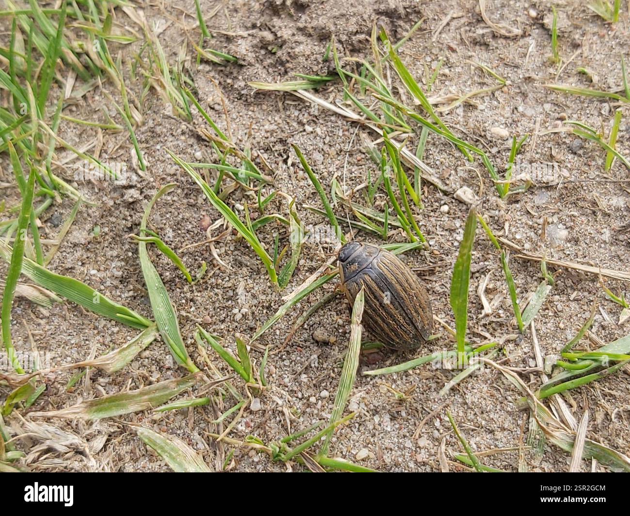 Lesser Diving-beetle (Acilius sulcatus), Insecta, 60104, Lietuva Stock ...