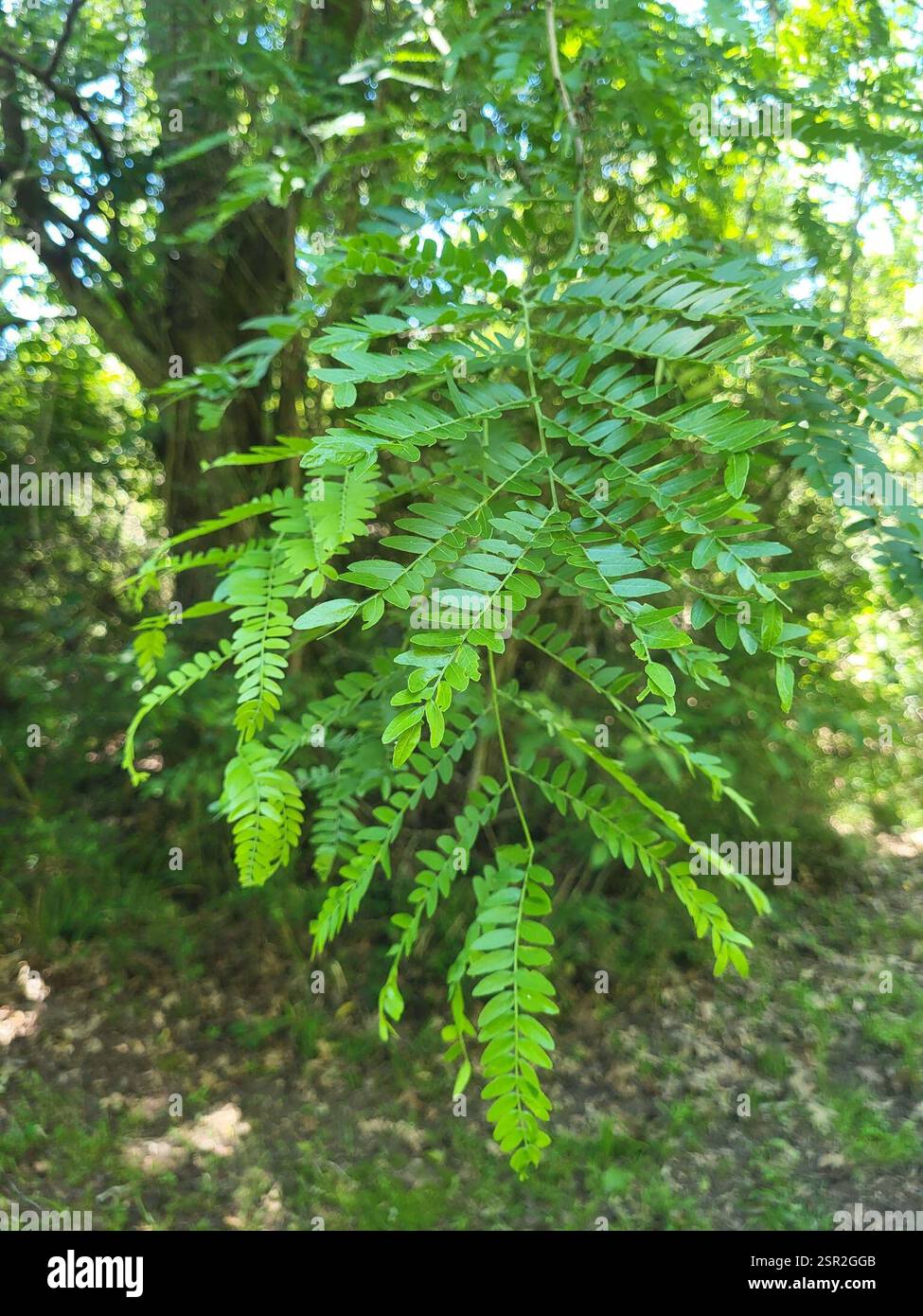 Water locust (Gleditsia aquatica), Plantae, Lacombe, LA 70445, USA ...