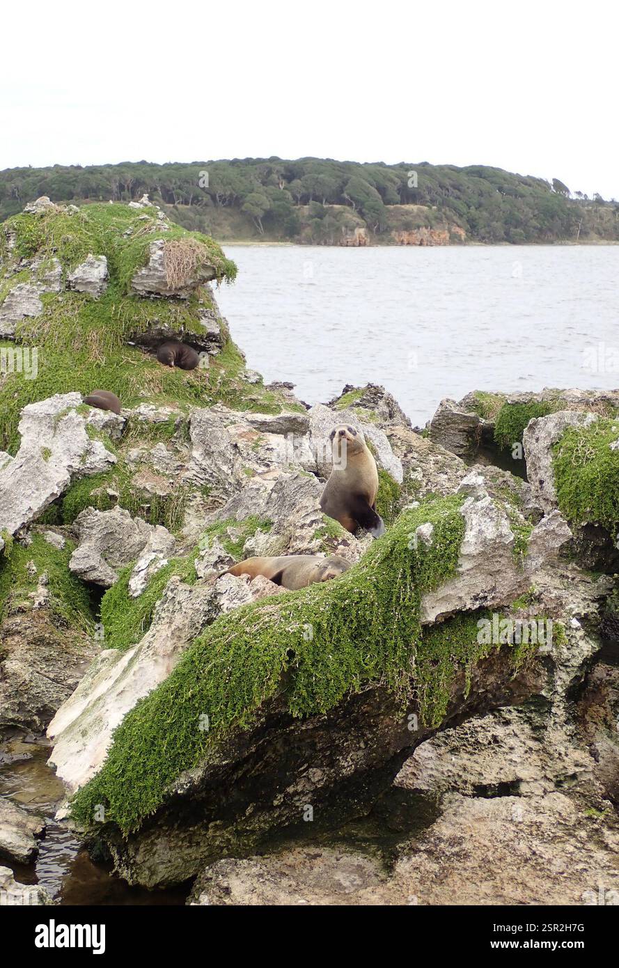 Long-nosed Fur Seal (Arctocephalus forsteri), Mammalia, Chatham Islands ...