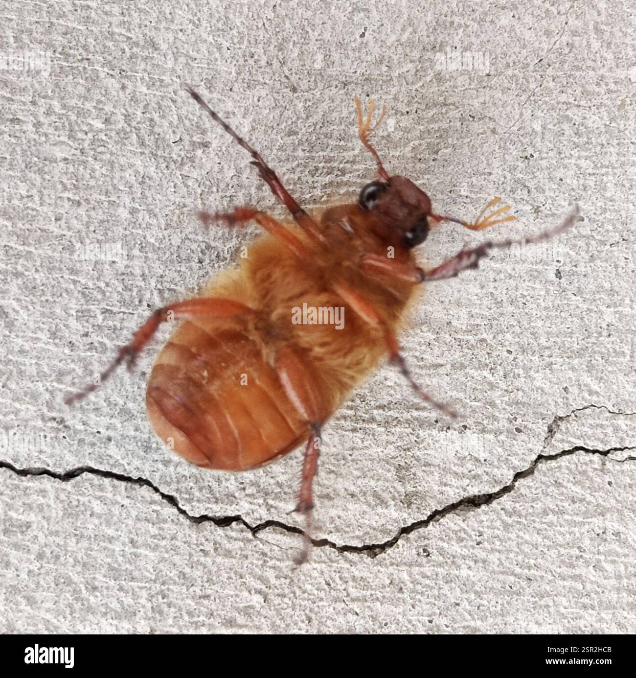 (Holochelus fraxinicola), Insecta, Montegibbio (Sassuolo), Modena ...