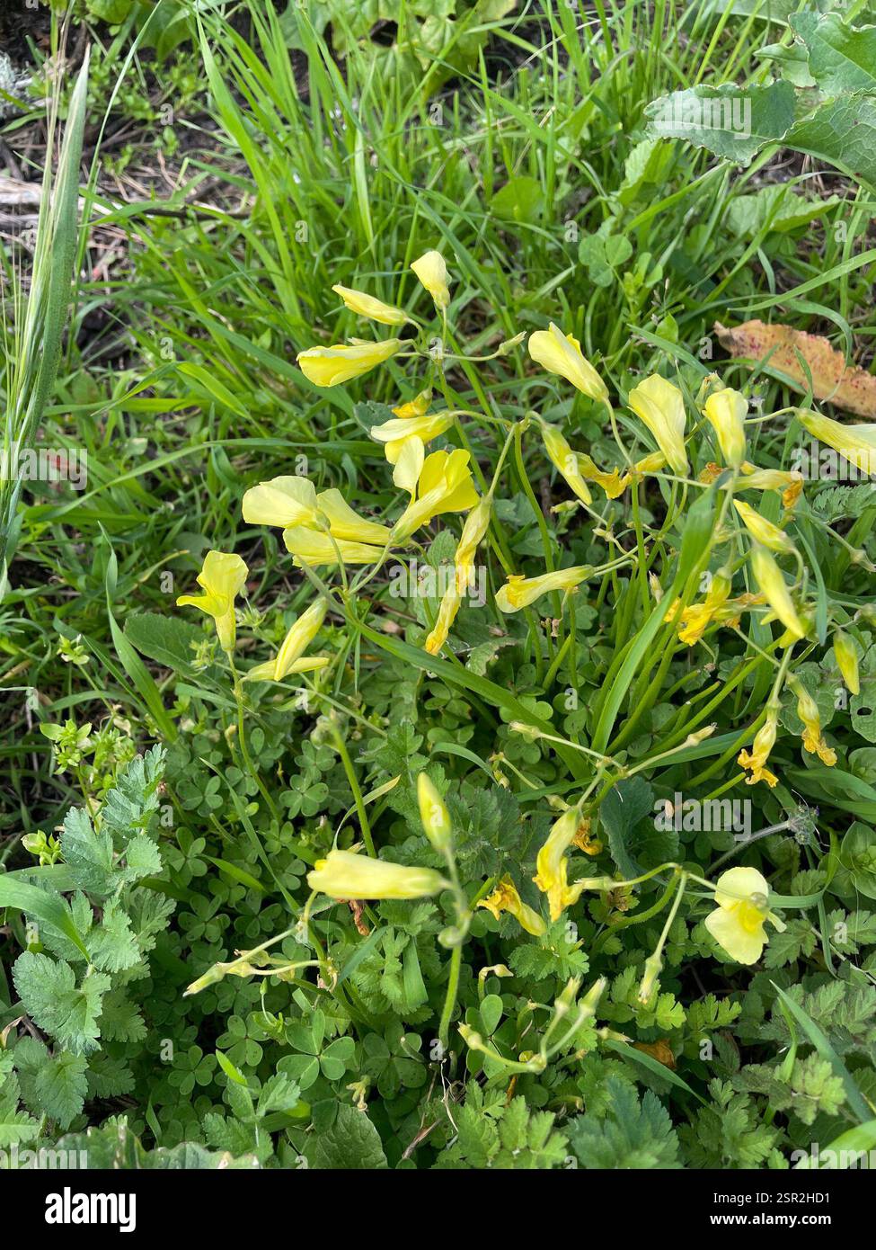 Bermuda buttercup (Oxalis pes-caprae), Plantae, Half Moon Bay, CA, USA ...