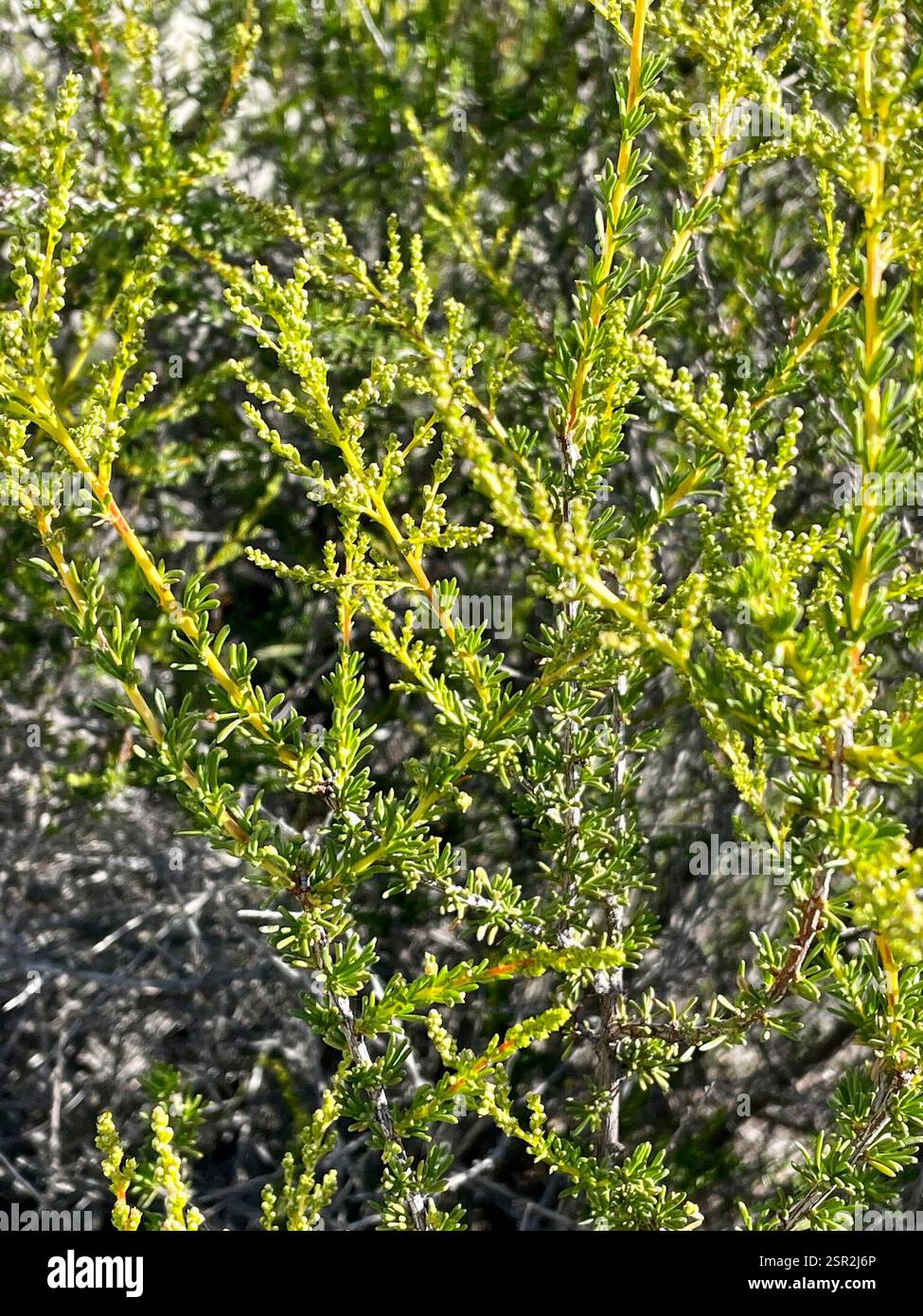 chamise (Adenostoma fasciculatum), Plantae, Fort Ord National Monument ...