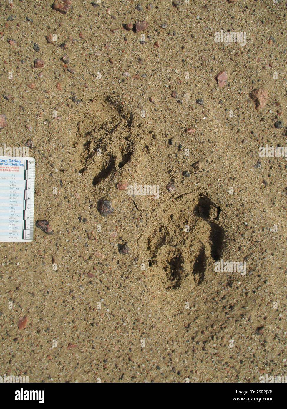 Lion (Panthera leo), Mammalia, Sesfontein, Skeleton Coast Park, NA-KU ...