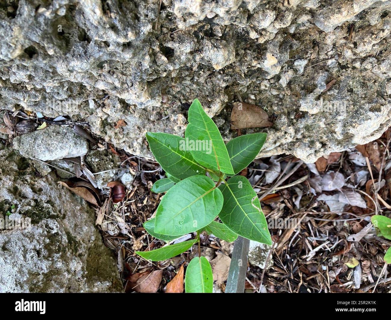 Shortleaf Fig (Ficus citrifolia), Plantae, Key Largo, Key Largo, FL, US ...