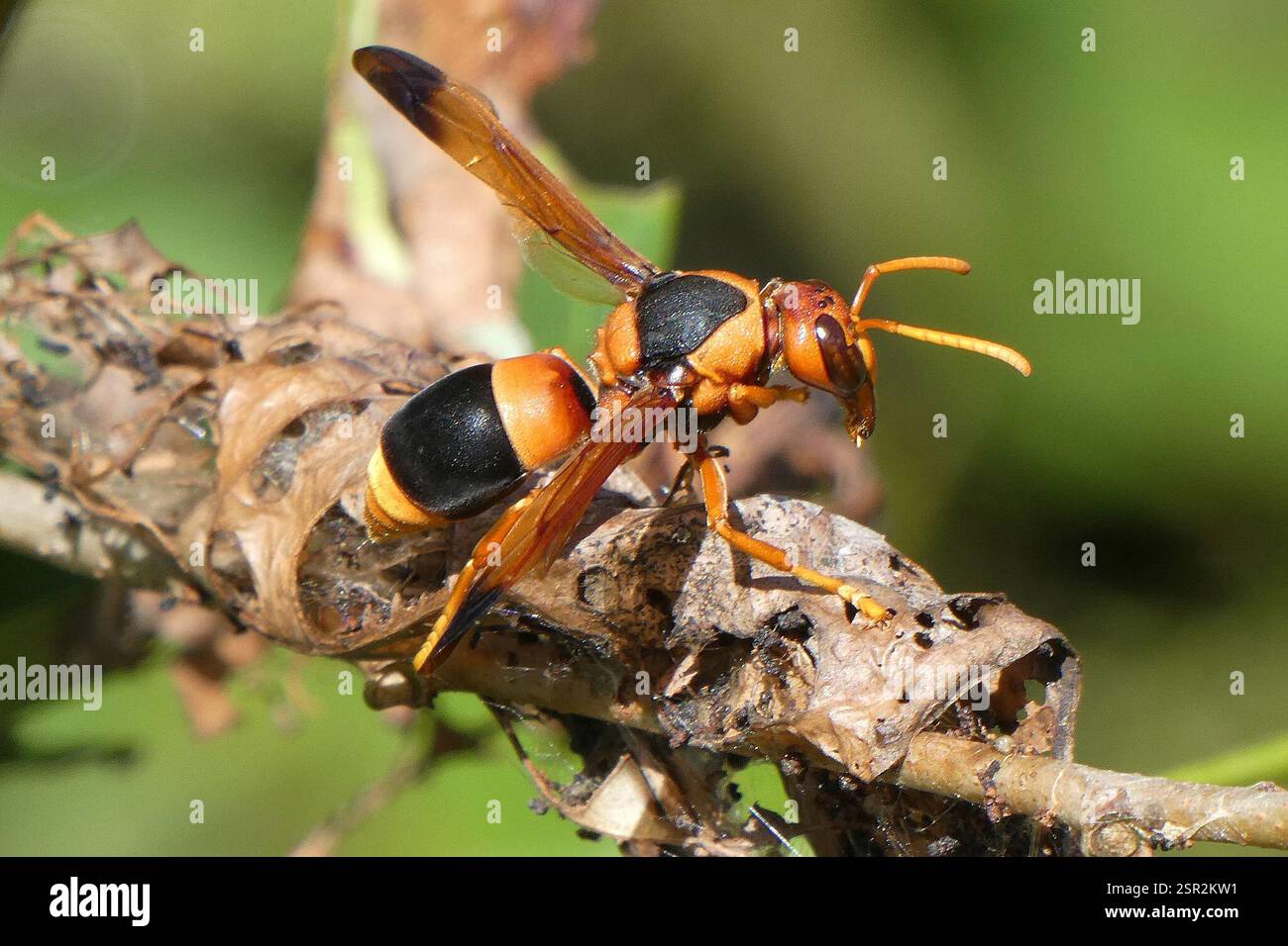 Australian hornet (Abispa ephippium), Insecta, Sherwood Arboretum ...