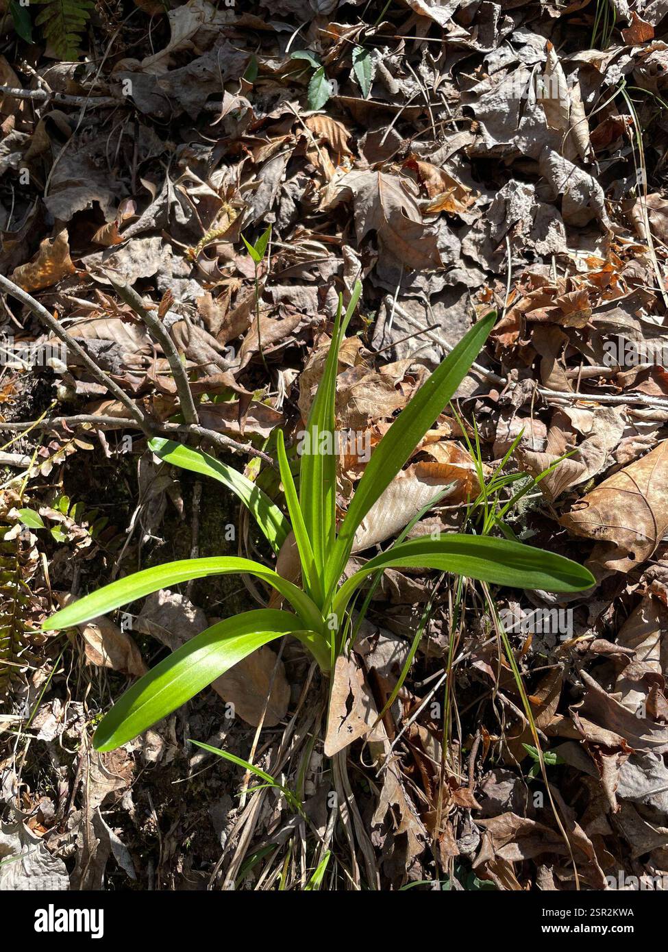 fly poison (Amianthium muscitoxicum), Plantae, Uwharrie National Forest ...
