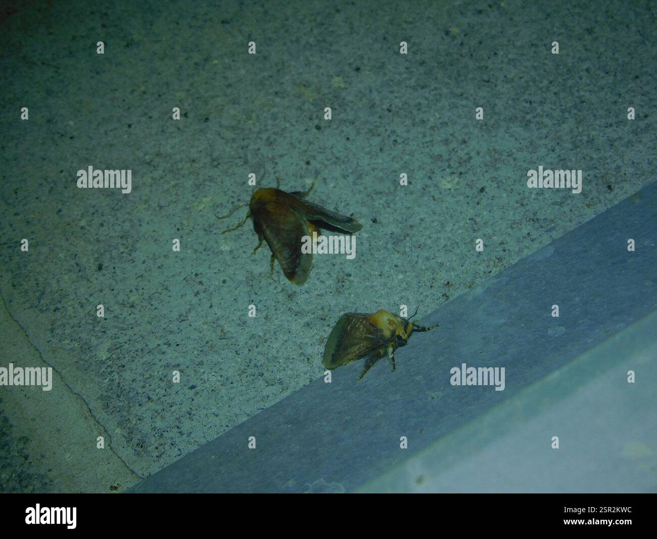 Painted Cup Moth (Doratifera oxleyi), Insecta, Hobart TAS, Australia ...