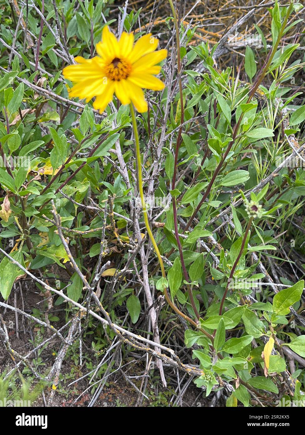California brittlebush (Encelia californica), Plantae, Crest Canyon ...