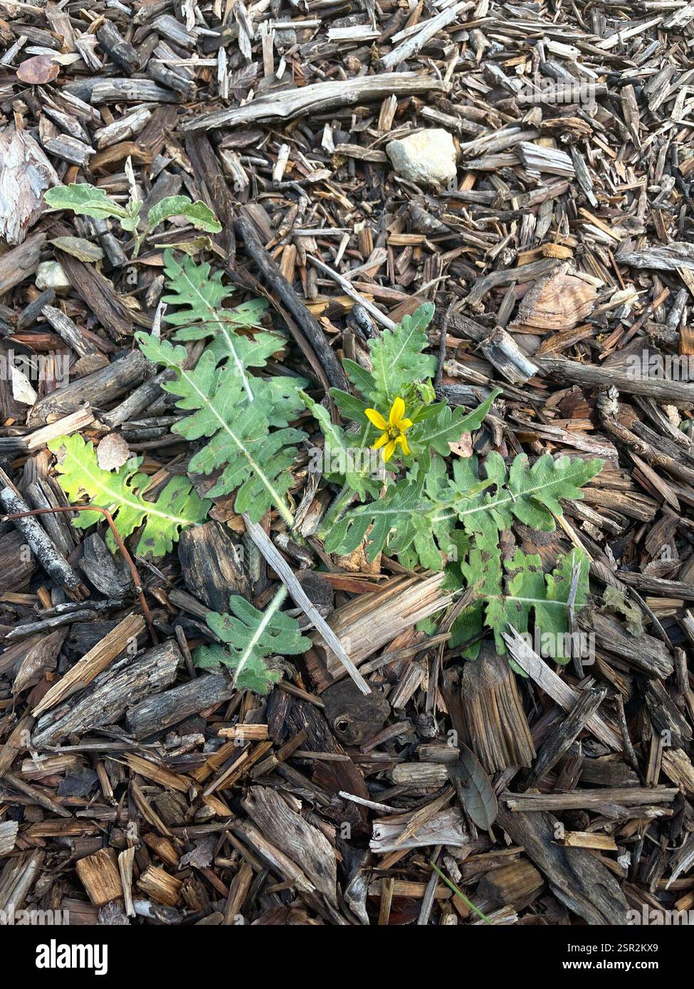 Engelmann daisy (Engelmannia peristenia), Plantae, Friedrich Wilderness ...