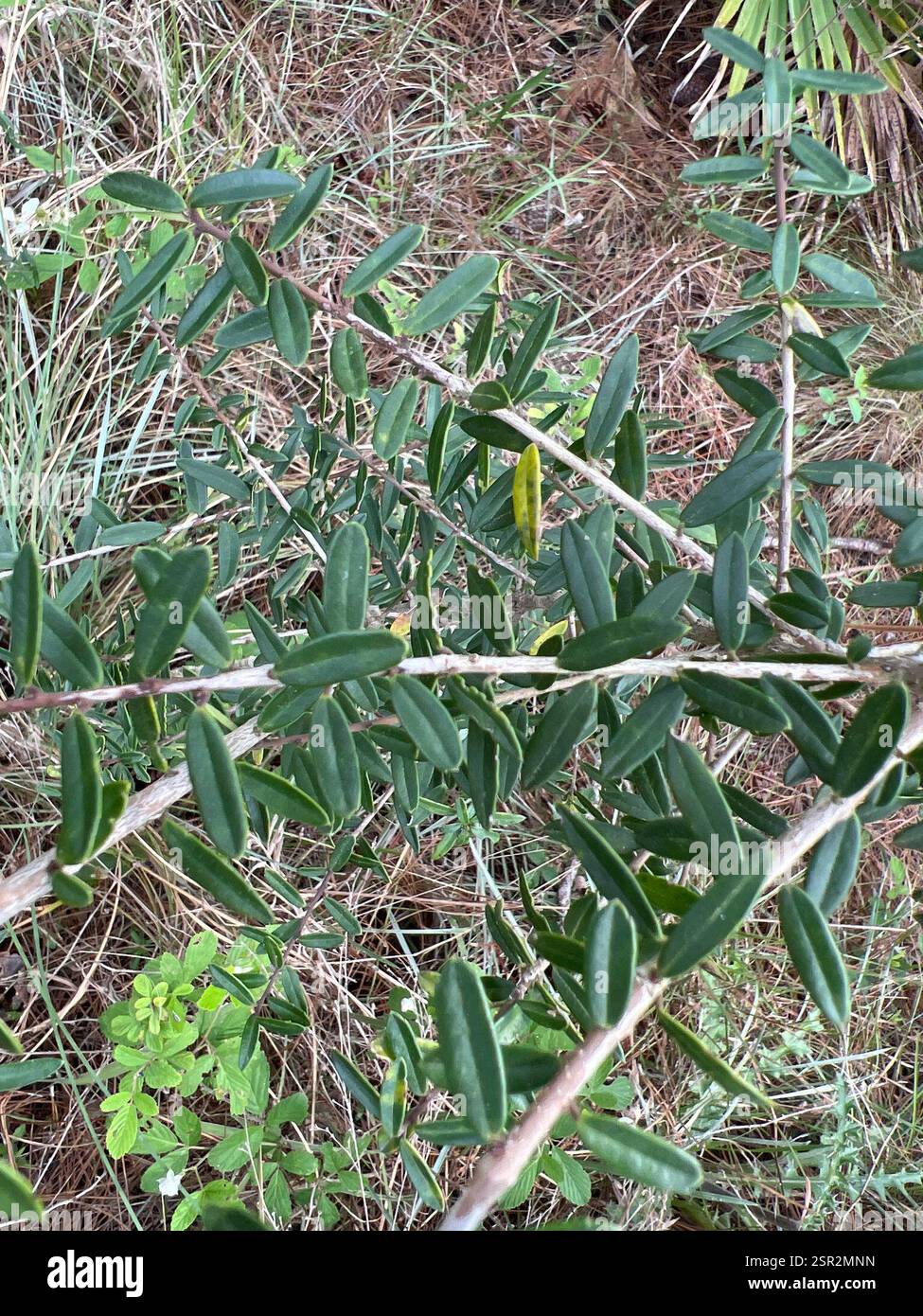 Myrtle Dahoon (Ilex myrtifolia), Plantae, Florida, US Stock Photo - Alamy