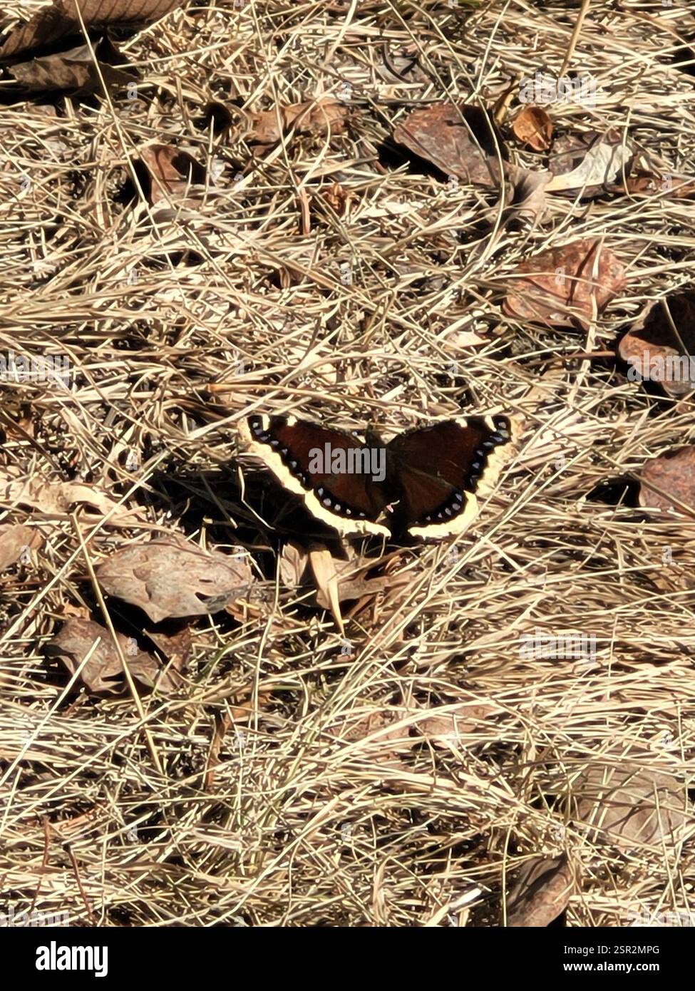 Mourning Cloak (Nymphalis antiopa), Insecta, Holiday Park Stock Photo ...