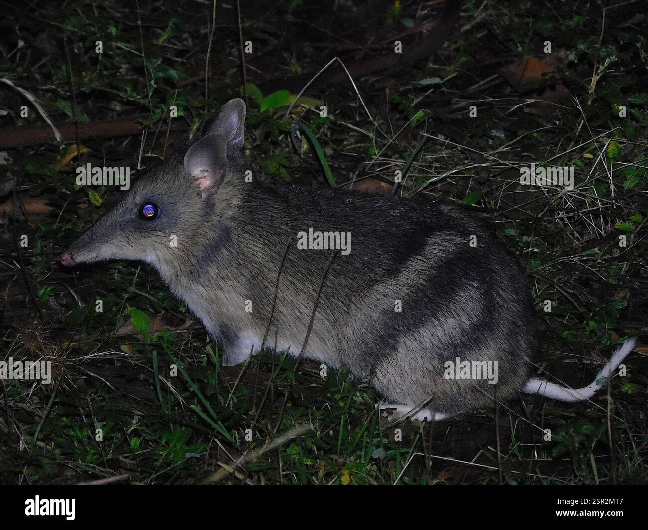Eastern Barred Bandicoot (Perameles gunnii), Mammalia, Truganini Track ...
