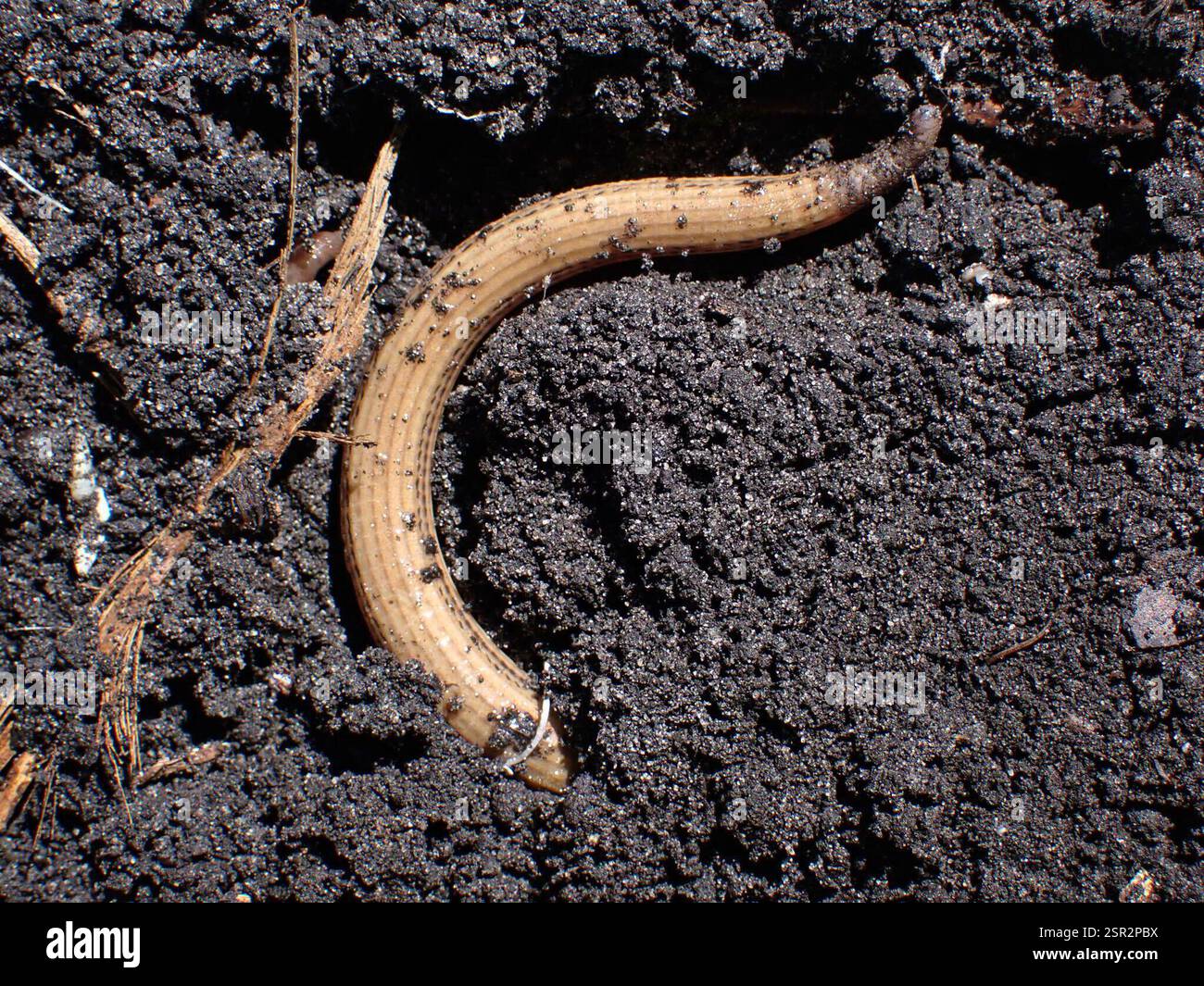 Eastern Glass Lizard (Ophisaurus ventralis), Reptilia, North Carolina ...