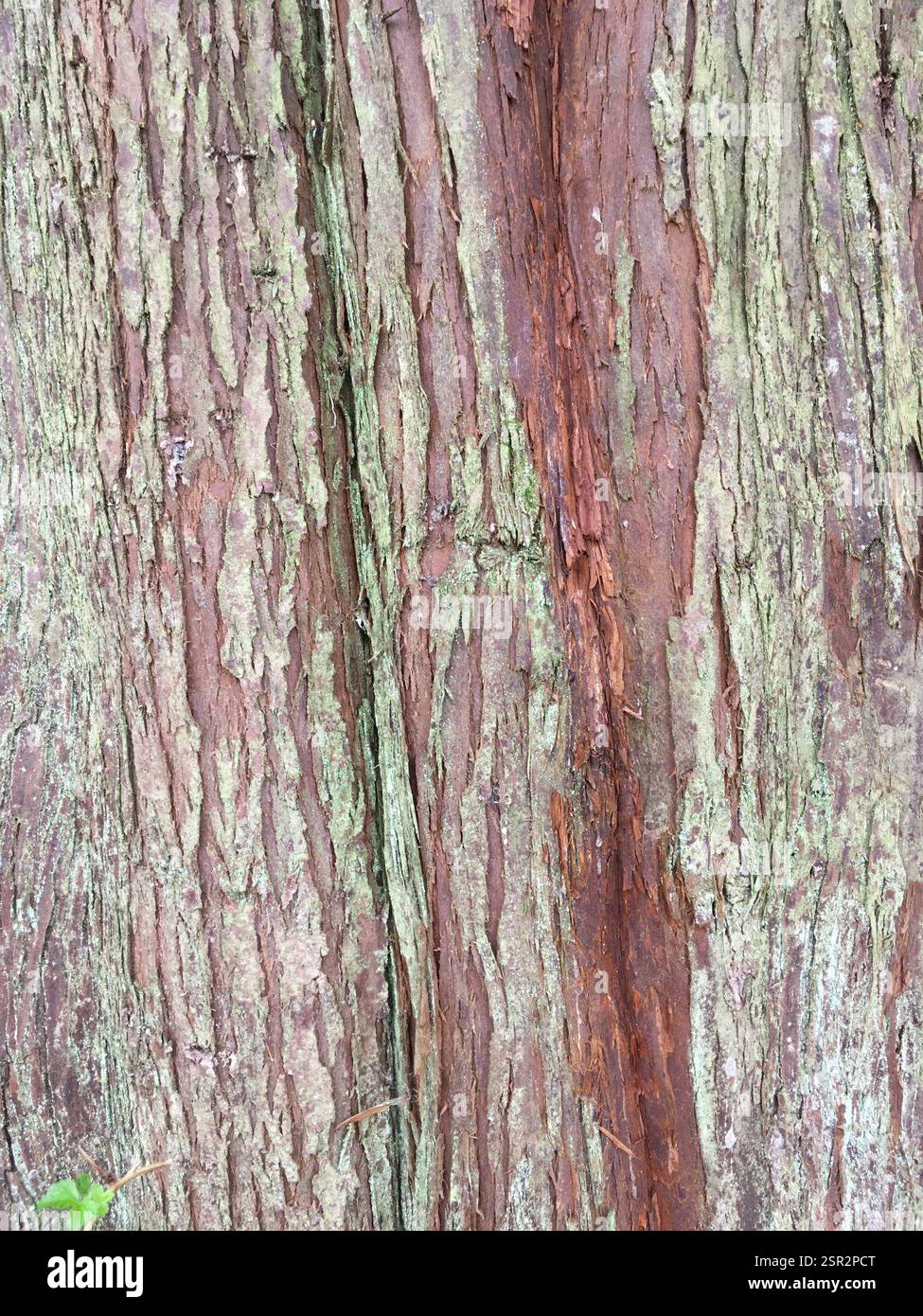western redcedar (Thuja plicata), Plantae, Tradition Plateau Nrca ...