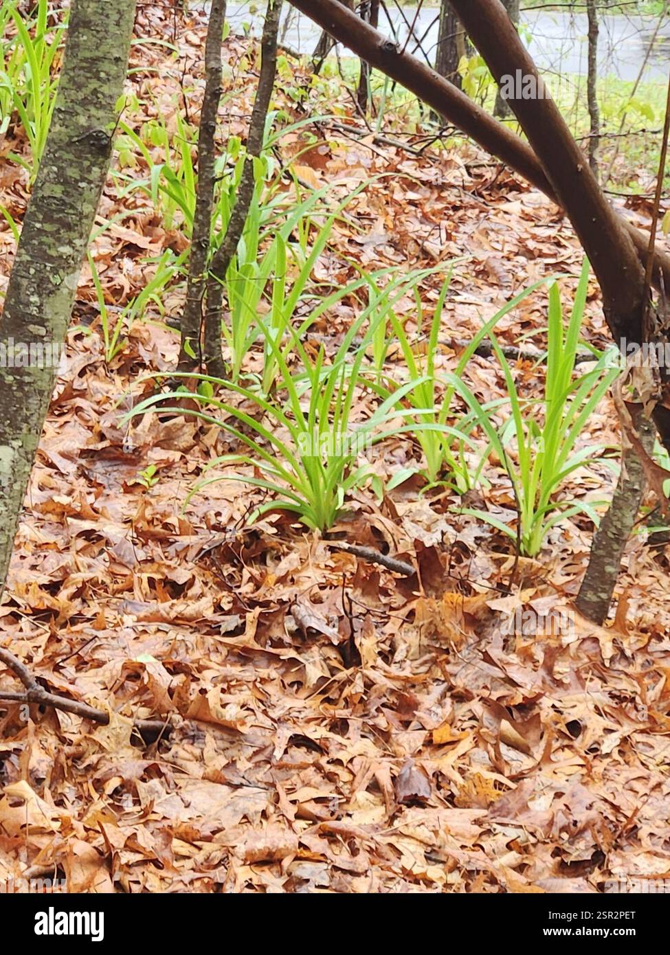 orange day-lily (Hemerocallis fulva), Plantae, Lincoln, RI 02865, USA ...