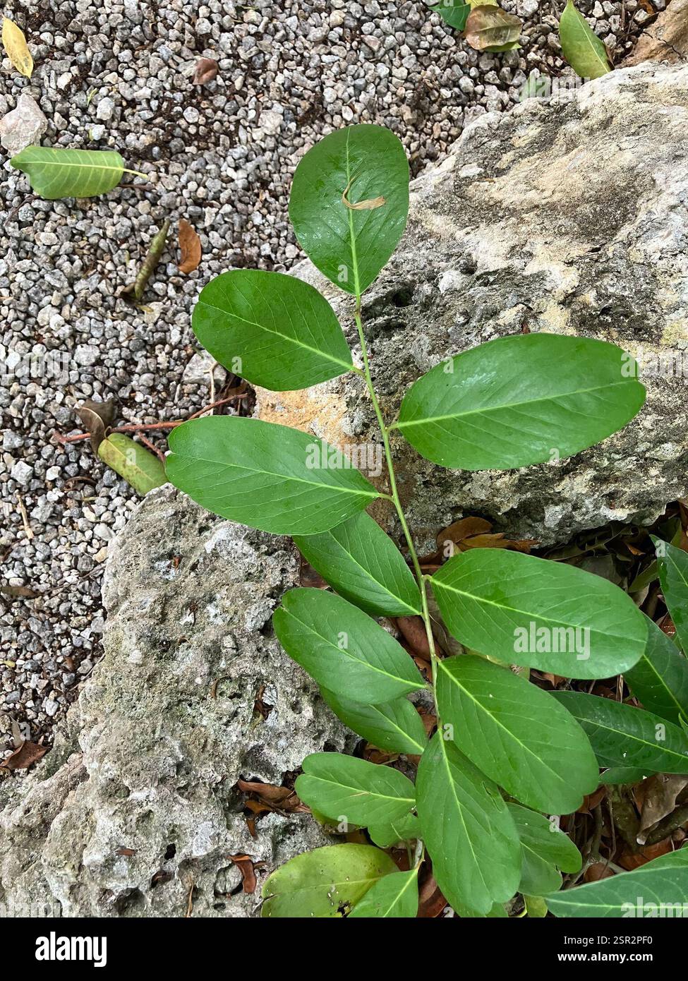 bay-leaved caper (Cynophalla flexuosa), Plantae, Key Largo, Key Largo ...