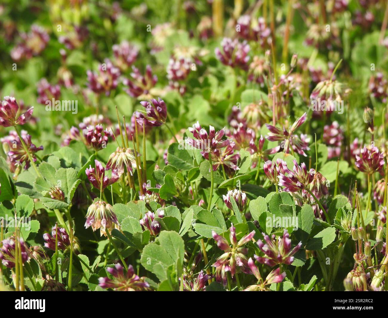 pinpoint clover (Trifolium gracilentum), Plantae, Carrizo Plain ...