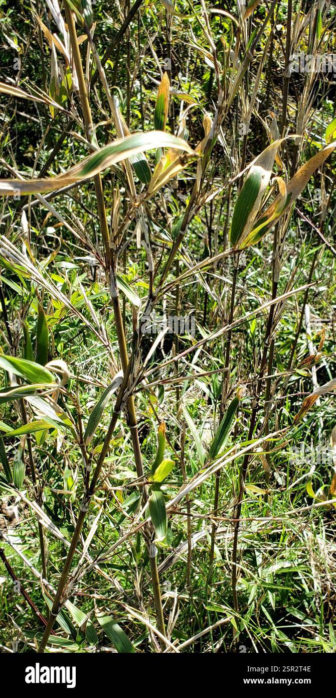 river cane (Arundinaria gigantea), Plantae, Lexington, KY 40516, USA ...