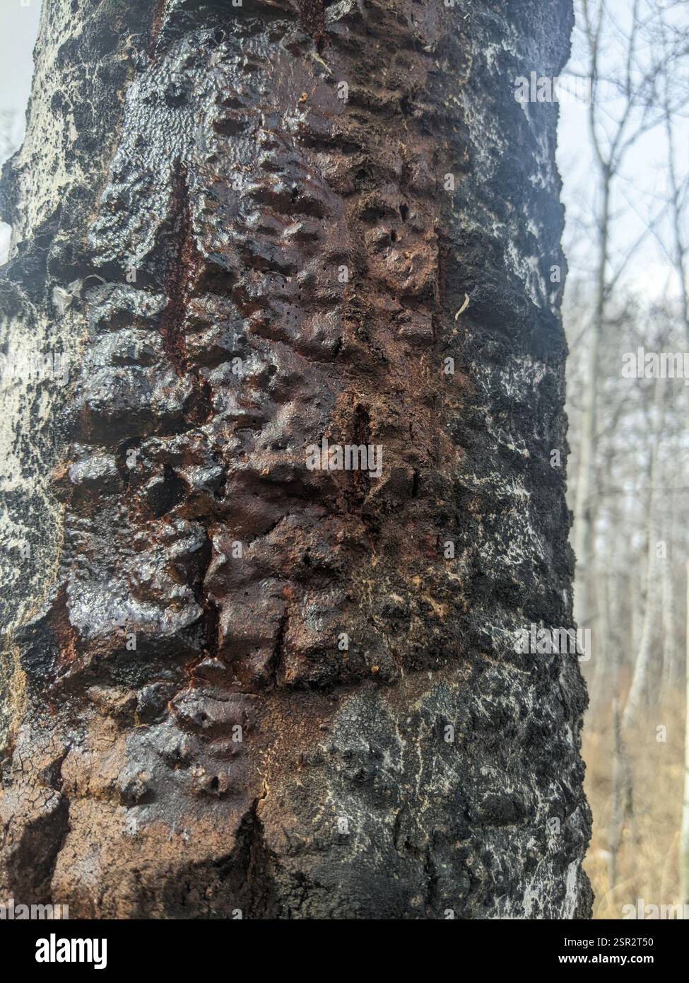 Corky bark disease (Diplodia tumefaciens), Fungi, Dawson Creek, BC ...