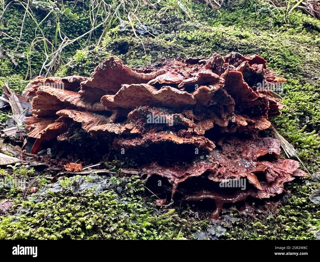 (Bondarzewia), Fungi, Pororari River, Paparoa National Park, West Coast ...