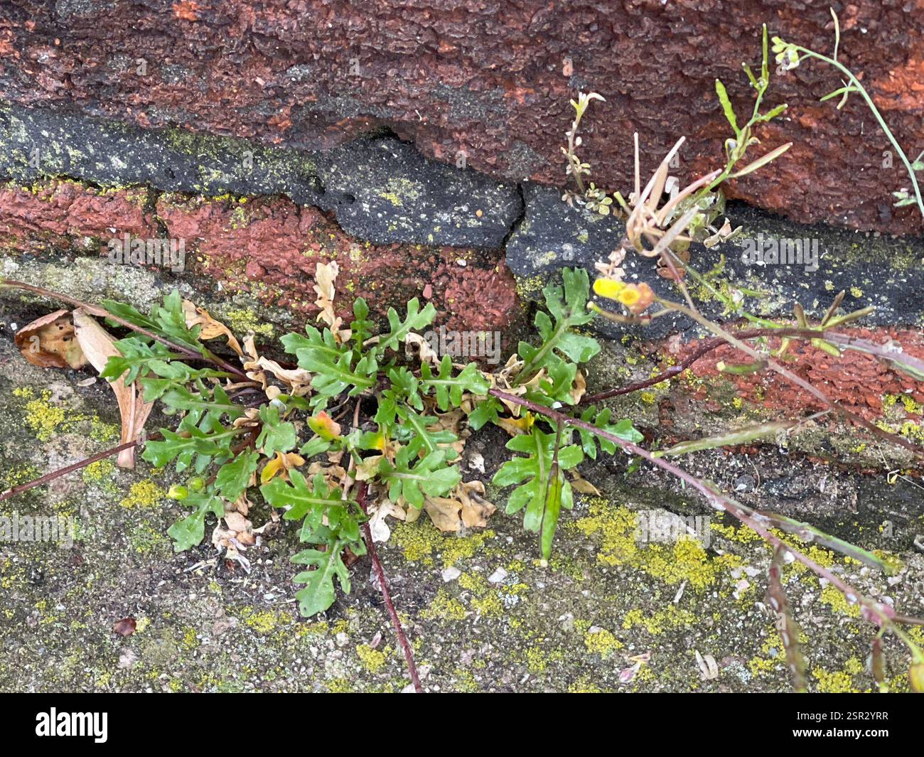 annual wall-rocket (Diplotaxis muralis), Plantae, Heathfield Road ...