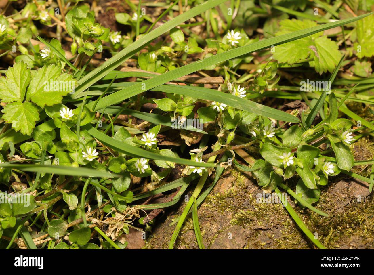 common chickweed (Stellaria media), Plantae, Sefton Park, Croxteth ...