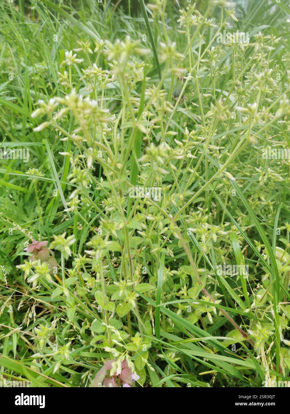 Sticky mouse-ear chickweed (Cerastium glomeratum), Plantae, Travis ...