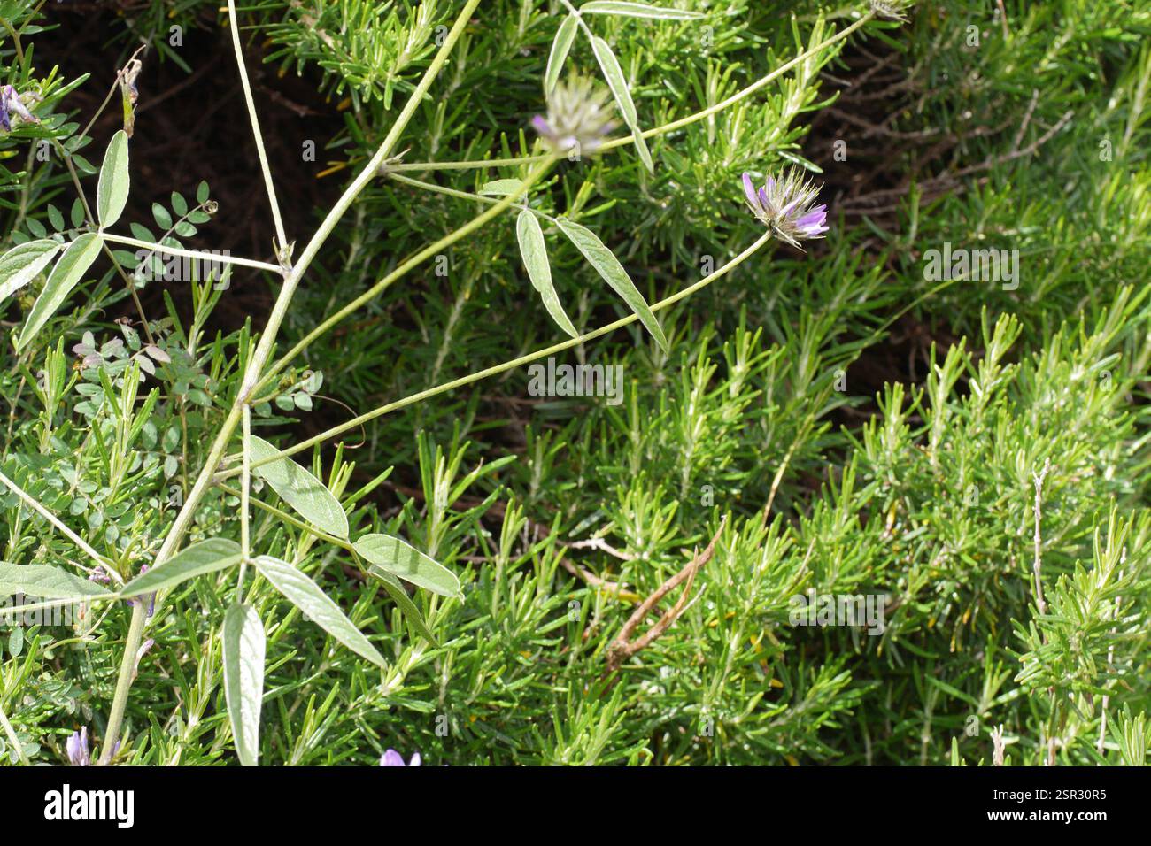 arabian pea (Bituminaria bituminosa), Plantae, Trapani, Italien Stock ...