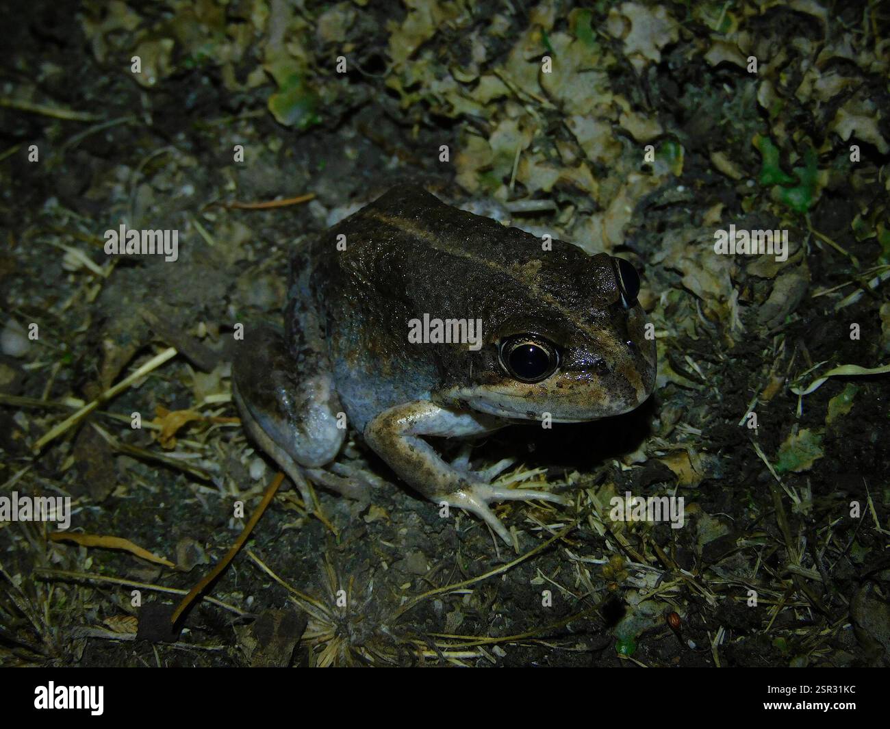 Eastern Banjo Frog (Limnodynastes dumerilii), Amphibia, Beauty Point ...